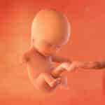 Fetal Development Week by Week: Milestones, Tests, and What to Expect