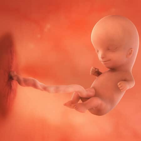Fetal Development Week by Week: Milestones, Tests, and What to Expect