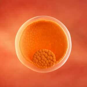 Fetal Development Week by Week: Milestones, Tests, and What to Expect